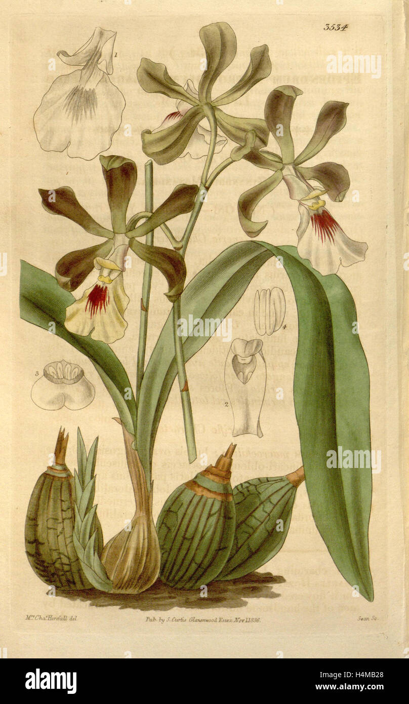 Botanical print or English natural history illustration by Joseph Swan ...