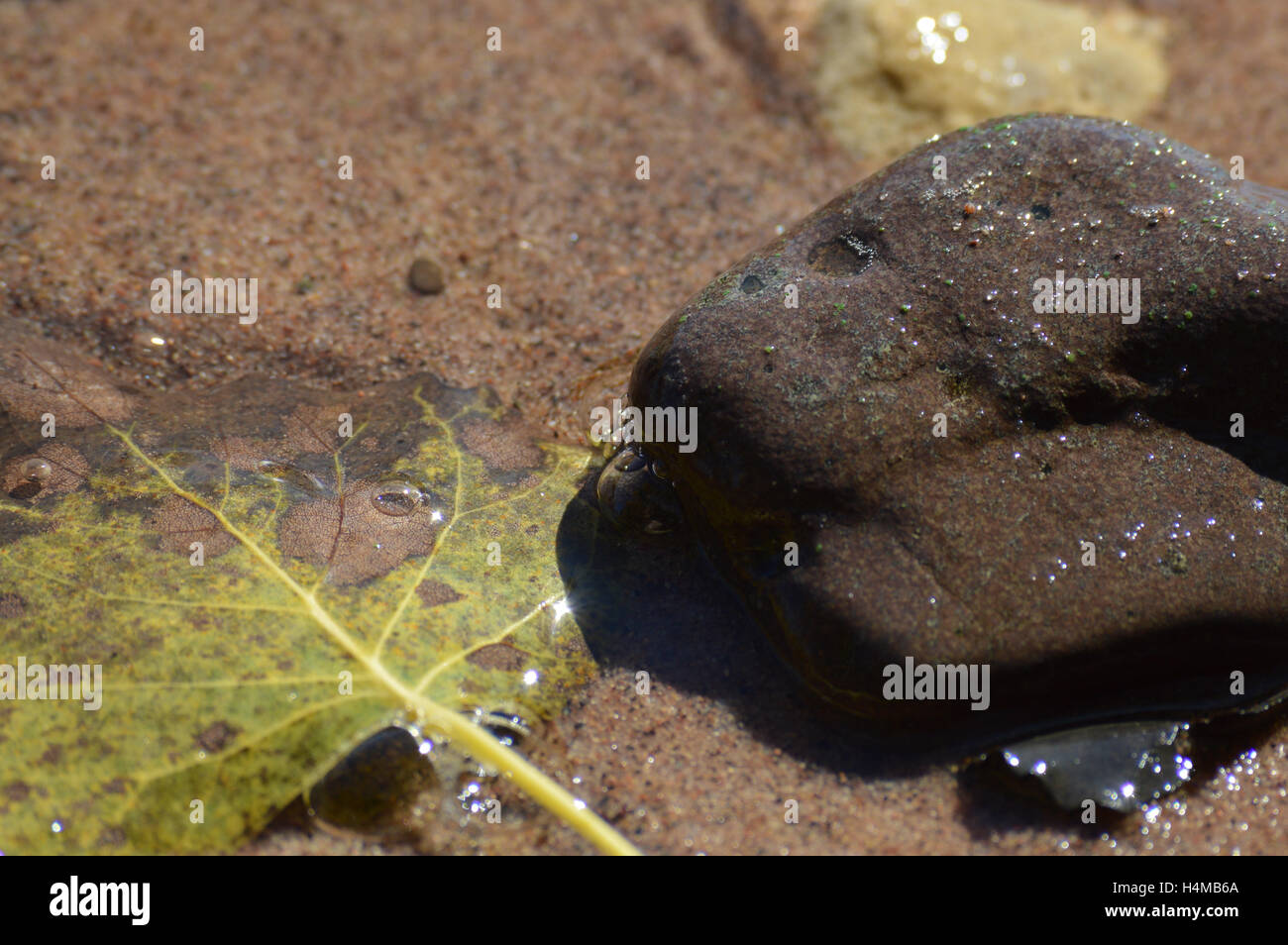 Leaf in the Sand Stock Photo - Alamy