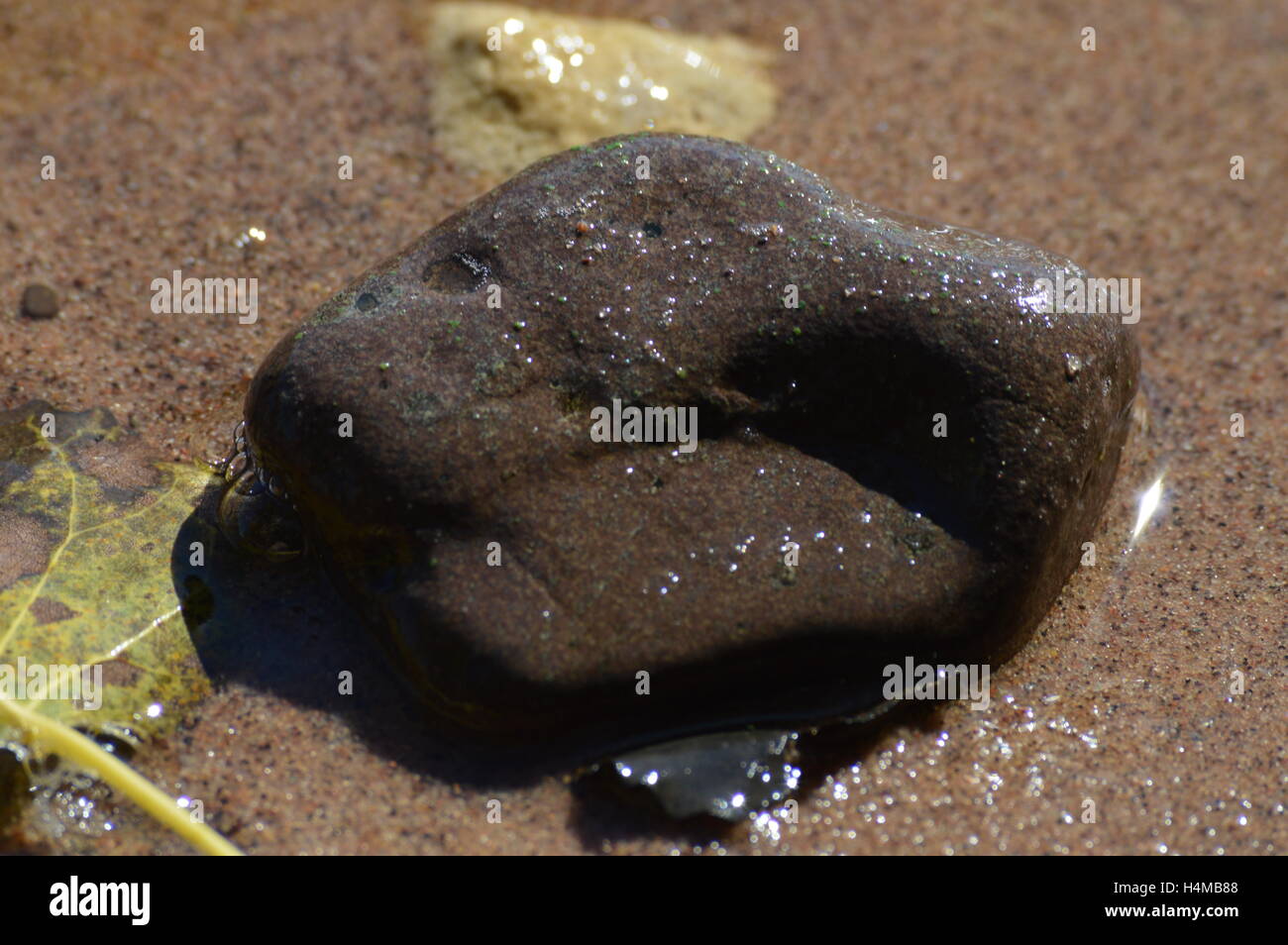 Leaf in the Sand Stock Photo - Alamy
