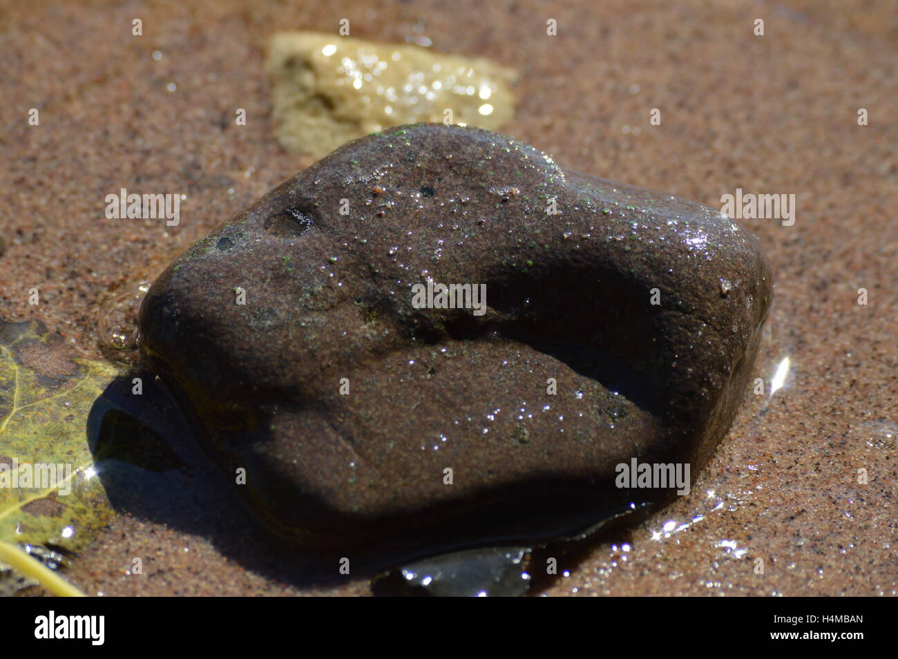 Leaf in the Sand Stock Photo - Alamy