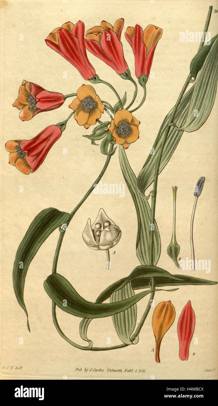 Botanical print by Sir William Jackson Hooker, FRS, 1785 – 1865 ...
