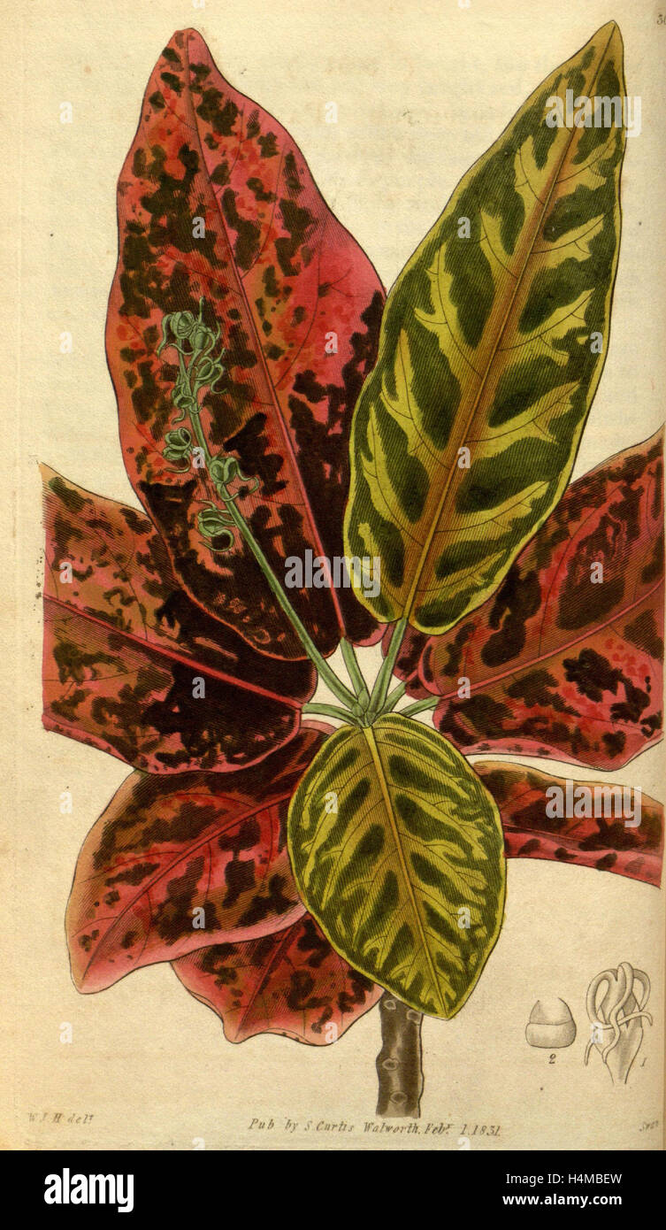 Botanical print by Sir William Jackson Hooker, FRS, 1785 – 1865 ...