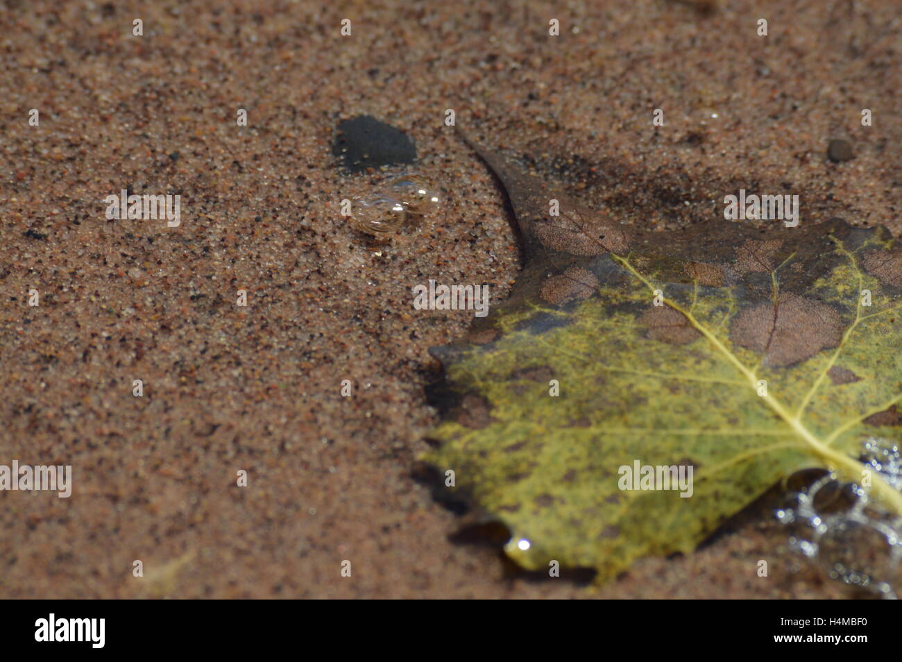 Leaf in the Sand Stock Photo - Alamy