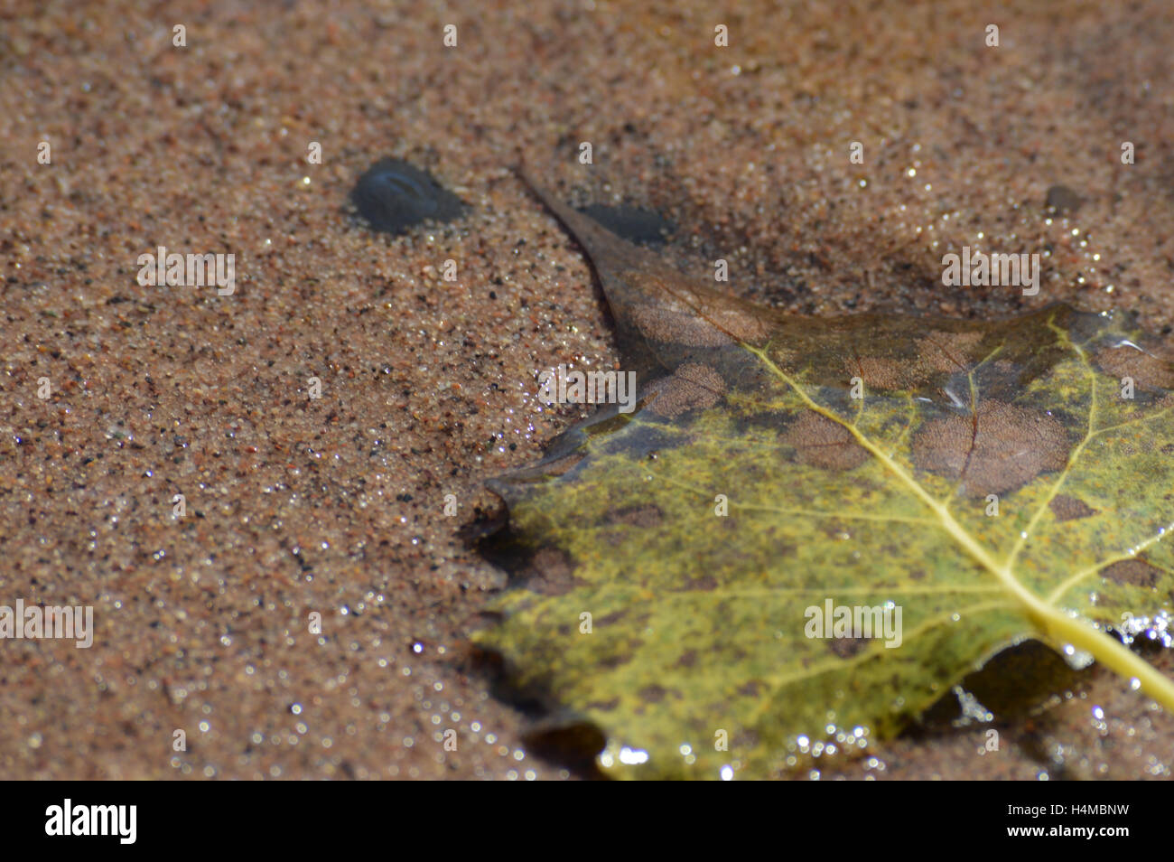 Leaf in the Sand Stock Photo - Alamy