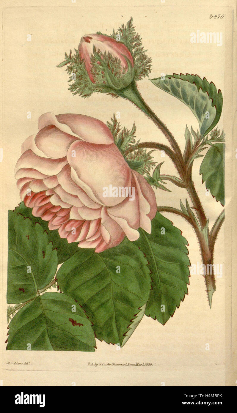 Botanical illustrator hi-res stock photography and images - Alamy