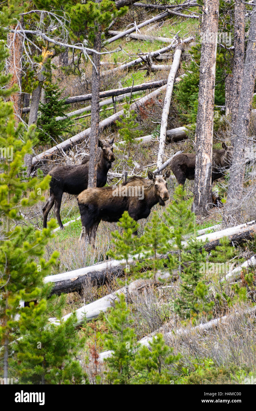 Moose range hi-res stock photography and images - Alamy