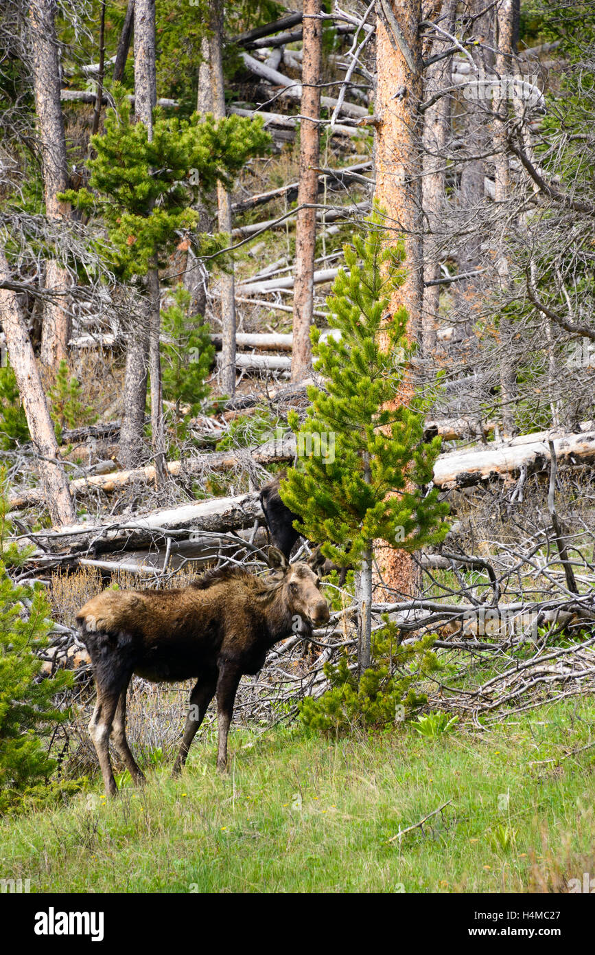 Wind River Range Moose Wildlife Animal Large USA Stock Photo - Alamy