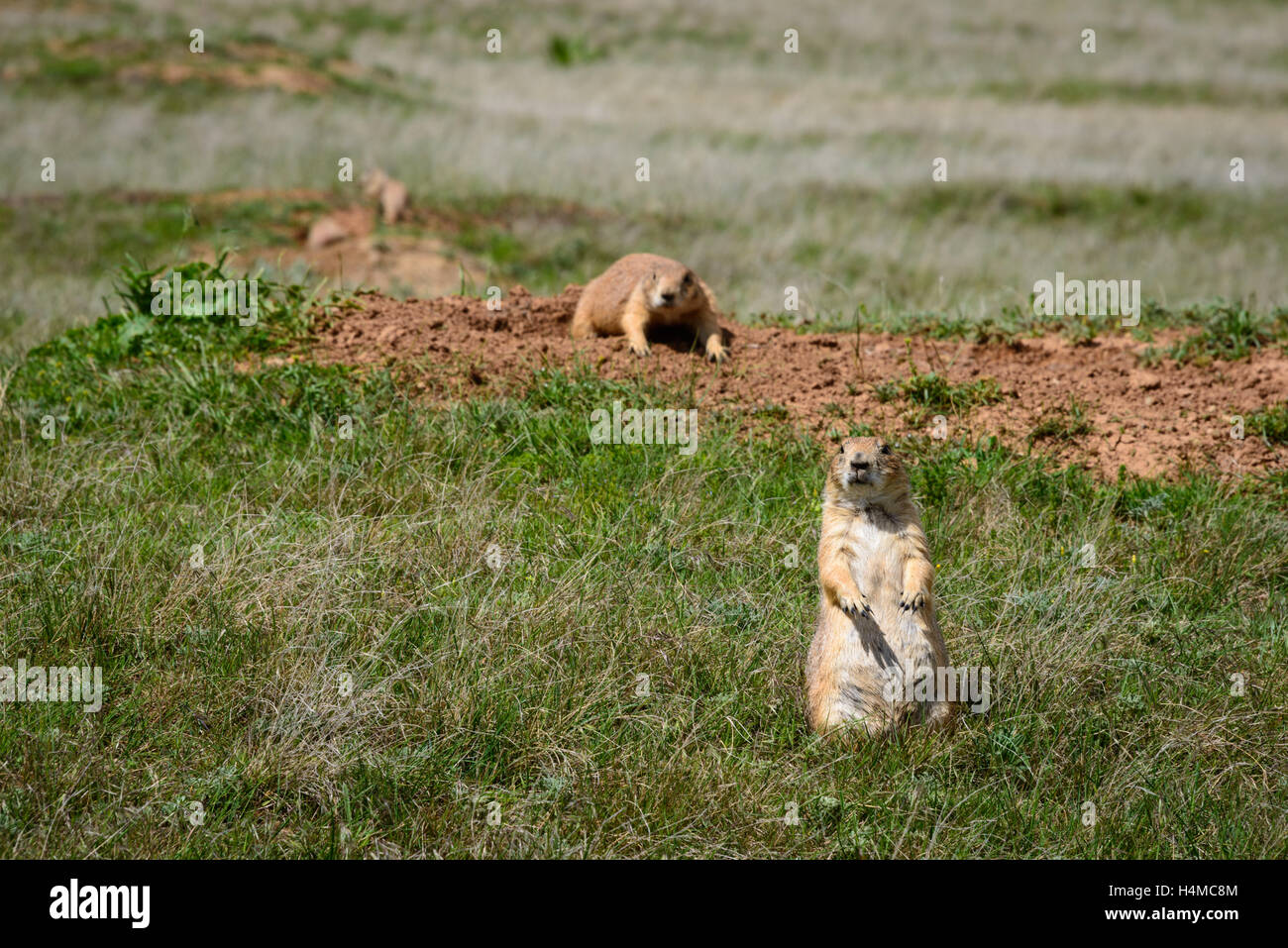 Devils Tower Prairie dog Wildlife Animal USA Stock Photo - Alamy