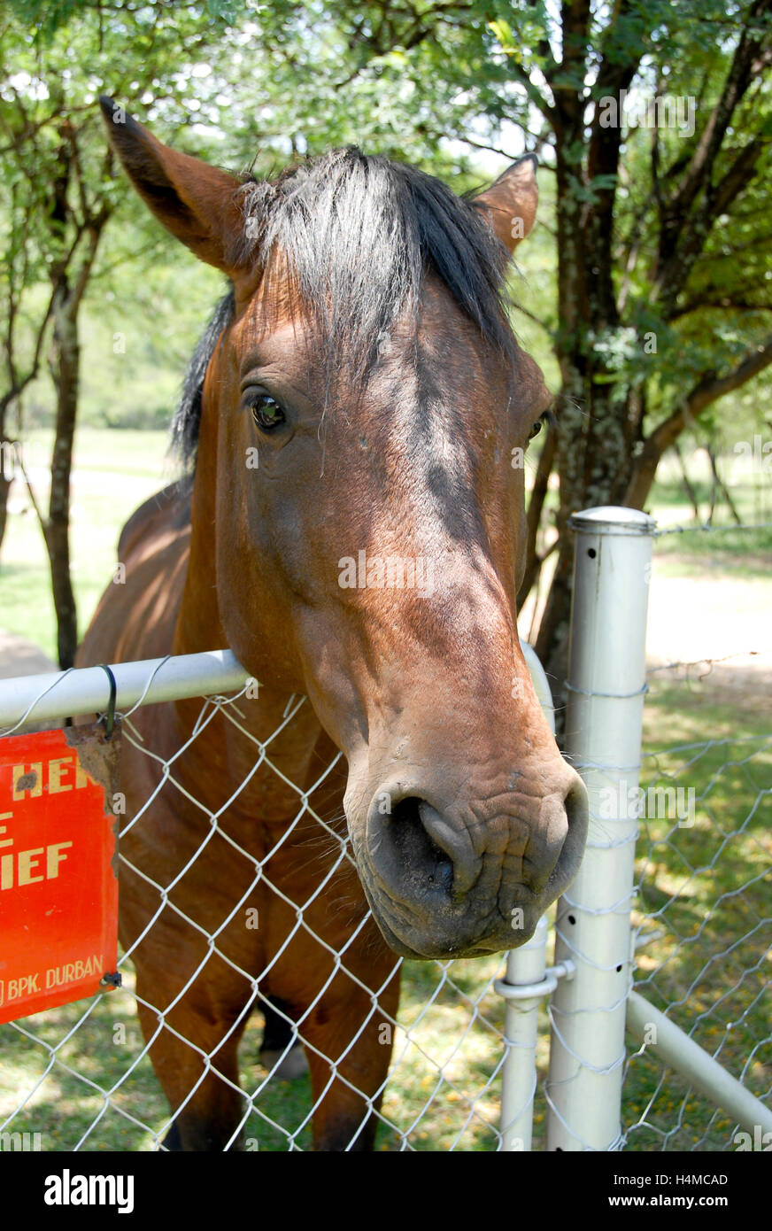 Horse with head over fence, Parys, South Africa Stock Photo - Alamy