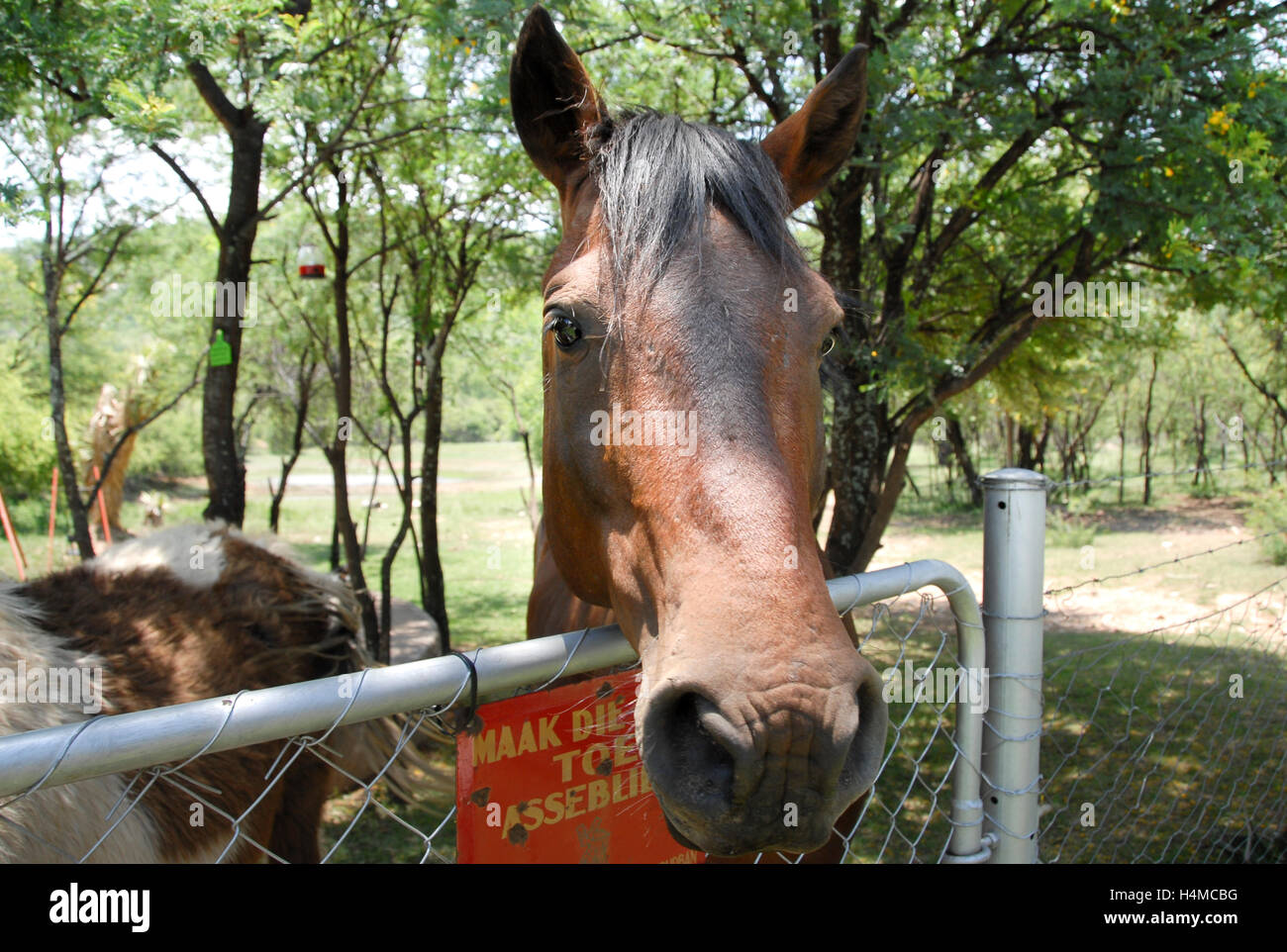 Horse with head over fence, Parys, South Africa Stock Photo - Alamy