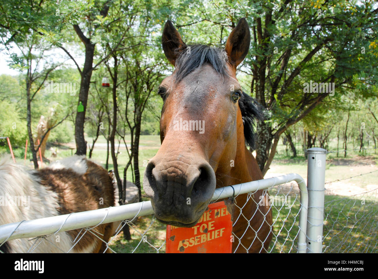 Horse with head over fence, Parys, South Africa Stock Photo - Alamy