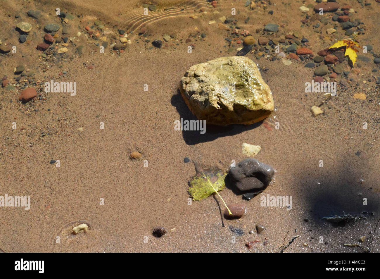 Leaf in the Sand Stock Photo - Alamy