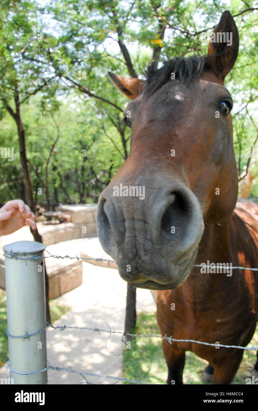 Horse with head over fence, Parys, South Africa Stock Photo - Alamy