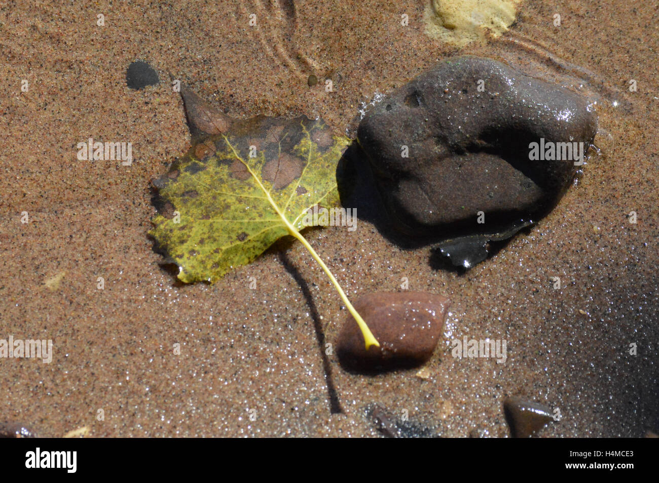 Leaf in the Sand Stock Photo - Alamy