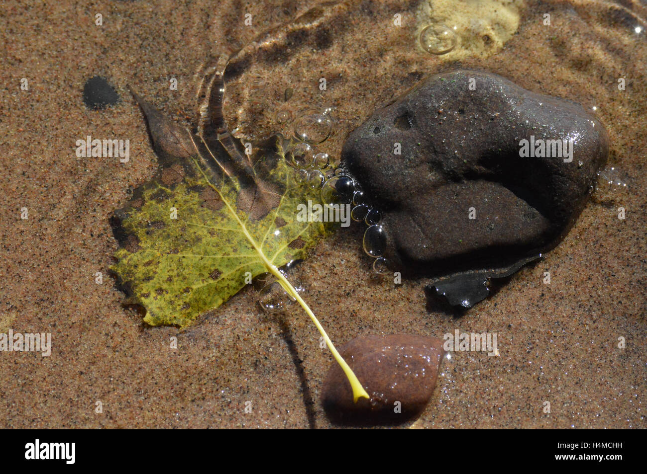 Leaf in the Sand Stock Photo - Alamy