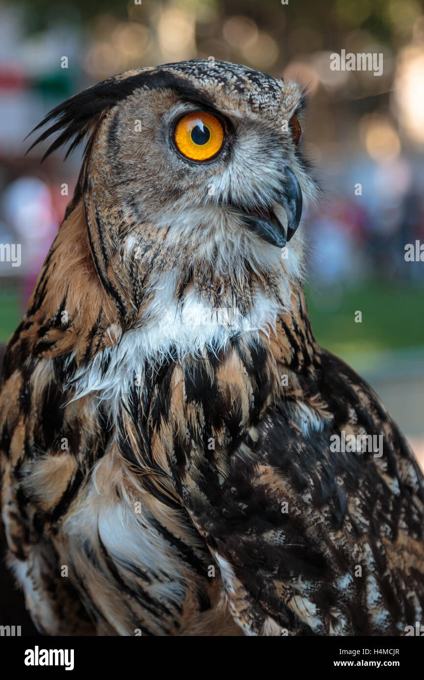 Buff Eurasian Eagle-owl with Orange Eyes Stock Photo - Alamy
