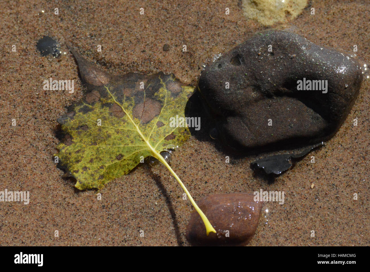 Leaf in the sand hi-res stock photography and images - Alamy