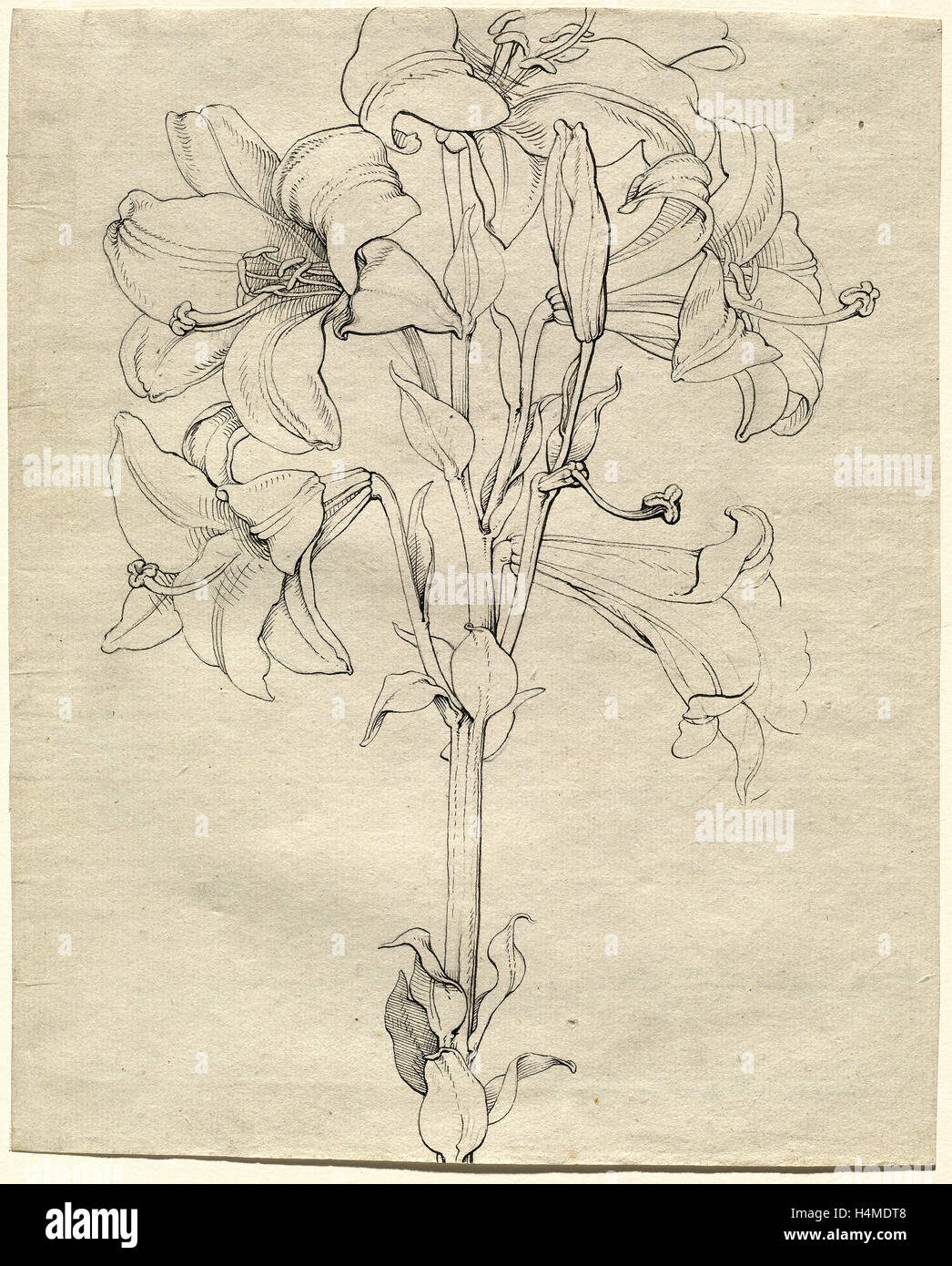 Philipp Otto Runge (German, 1777 - 1810), A Stalk of Lilies with Six ...