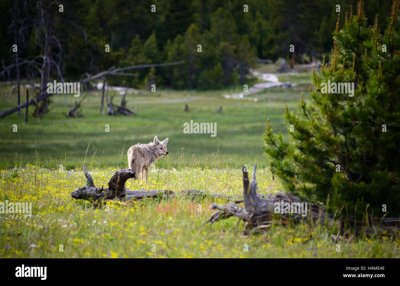 Yellowstone wolf hi-res stock photography and images - Alamy