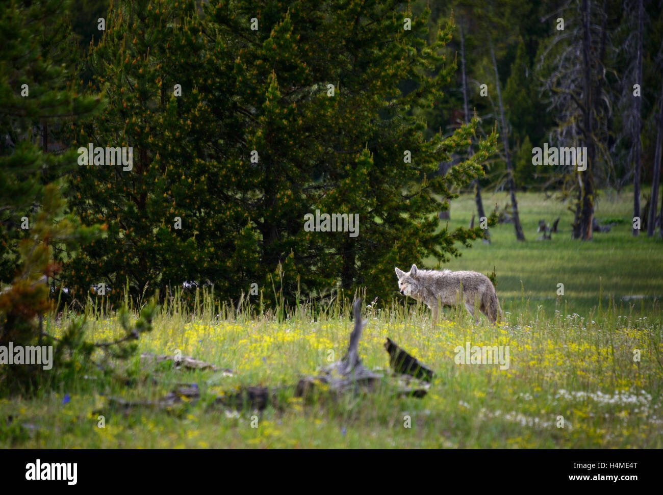 Yellowstone National Park Wolf Stock Photo - Alamy