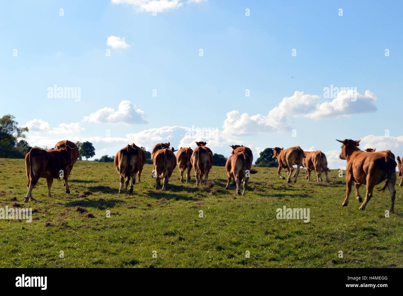 Cows of grey color which gallops in one fields Stock Photo - Alamy