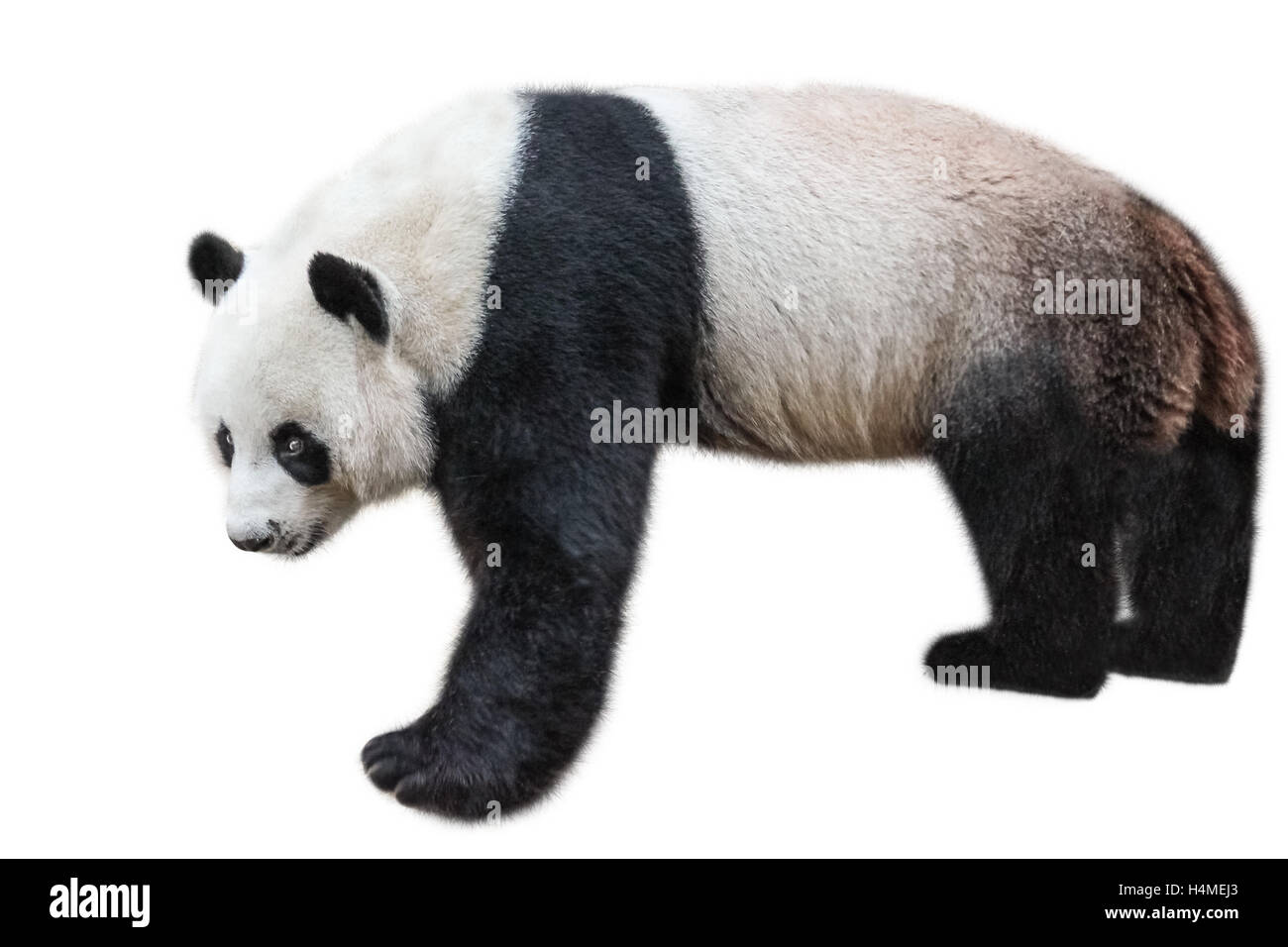 Giant Panda standing Stock Photo - Alamy