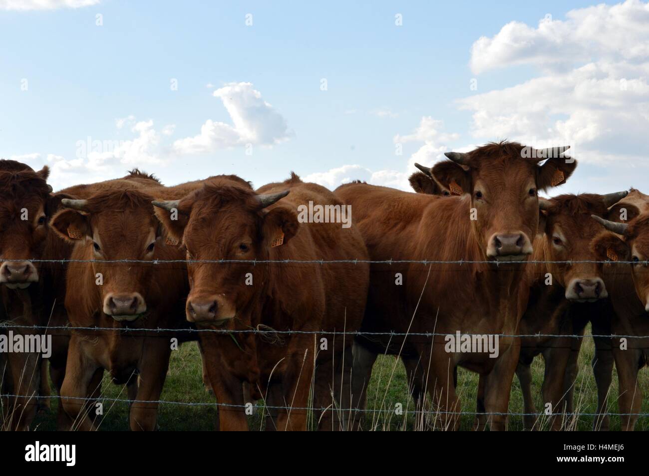 Several cows of brown color which looks at me with interest Stock Photo ...