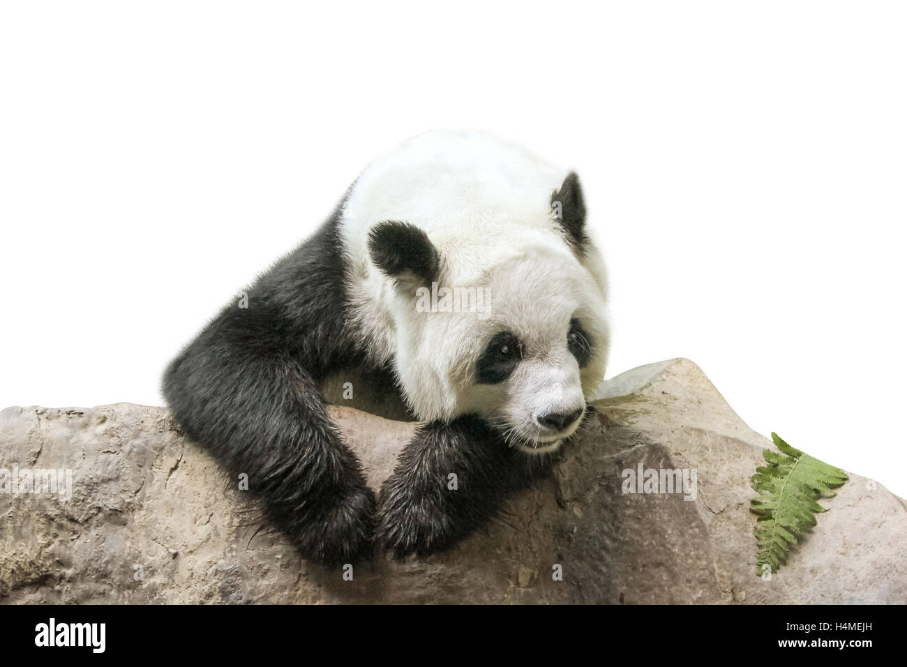 Giant Panda resting Stock Photo - Alamy