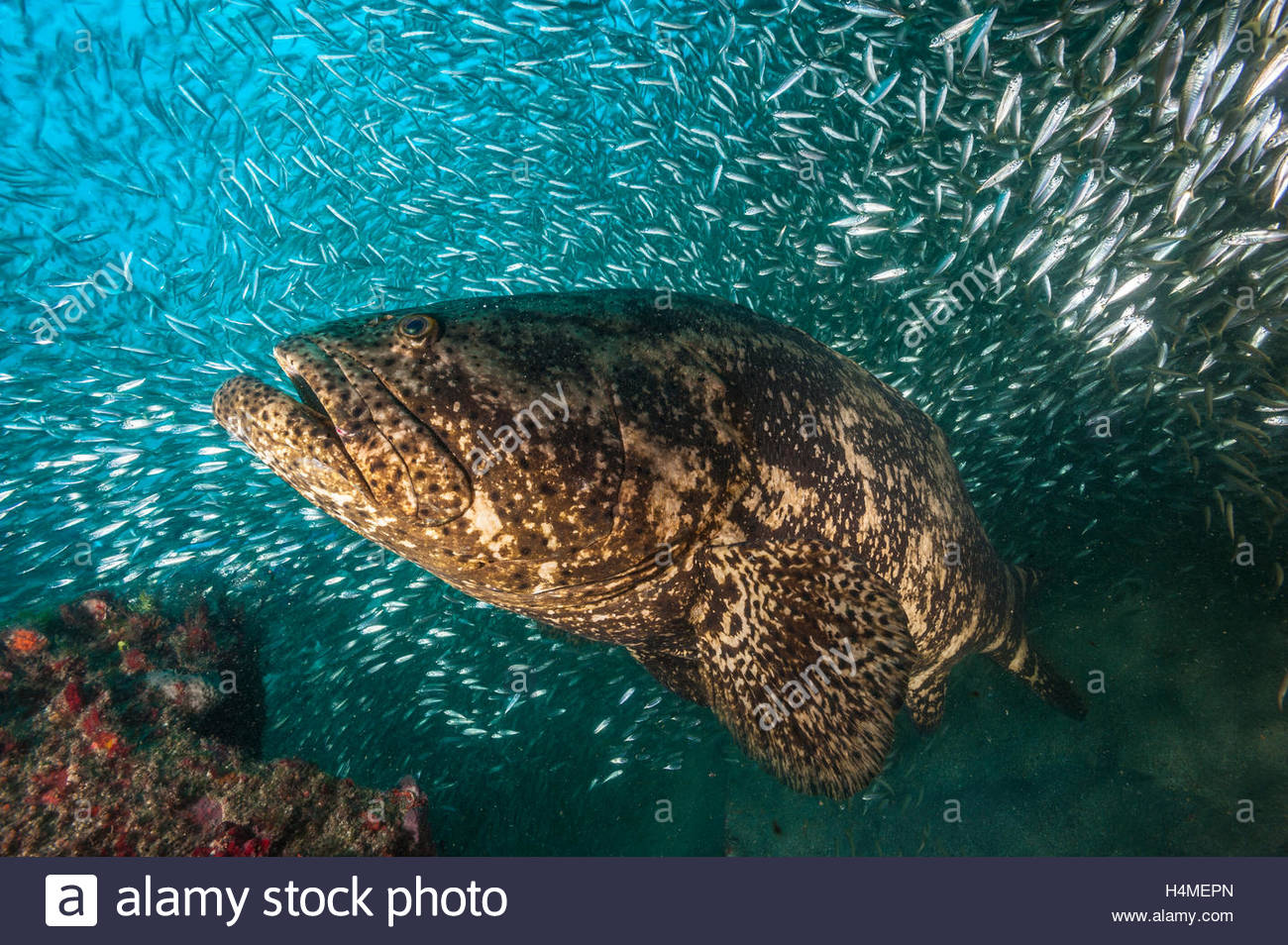 Atlantic Goliath Groupers Stock Photos & Atlantic Goliath Groupers ...