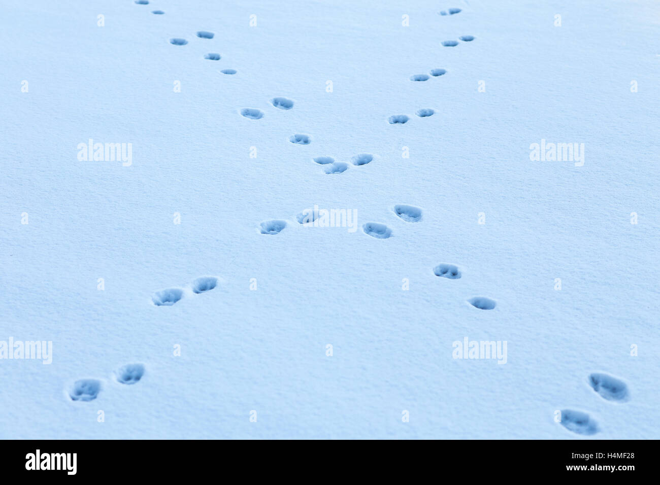 Animal footprints crossing in the snow Stock Photo - Alamy