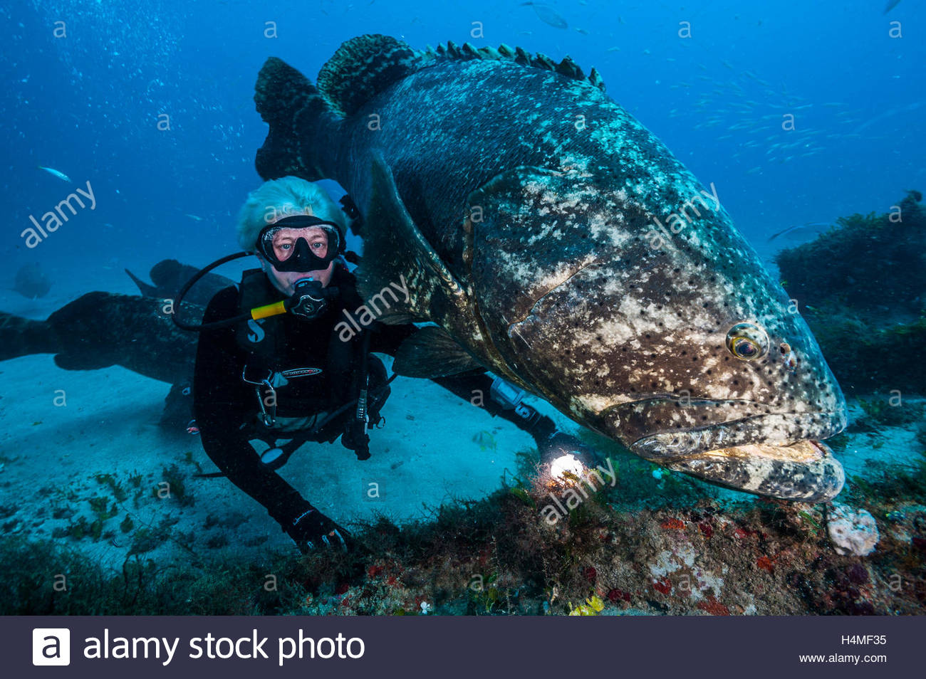 Atlantic Goliath Grouper Stock Photos & Atlantic Goliath Grouper Stock ...