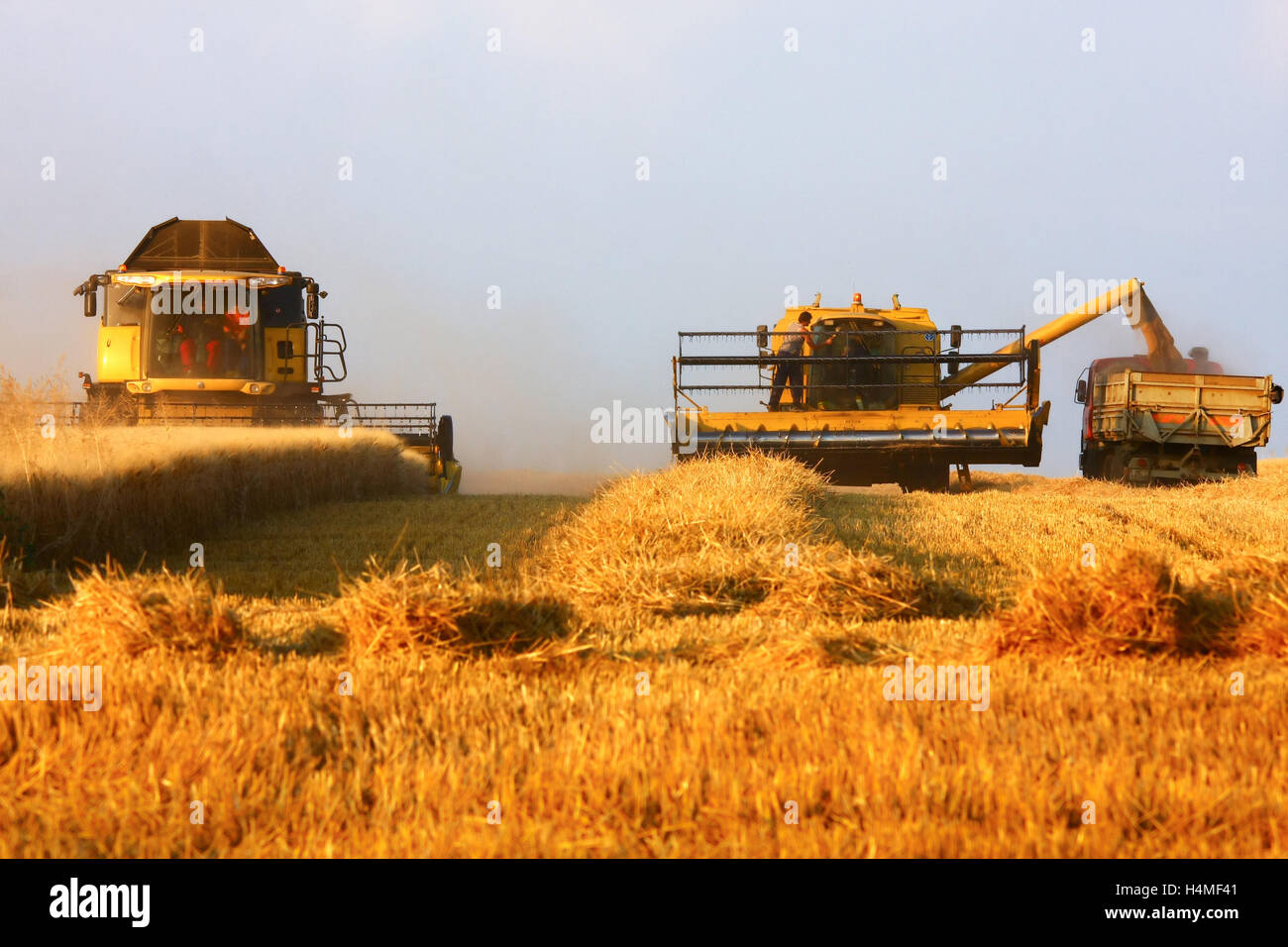 Combine harvesting fall corn crop hi-res stock photography and images ...