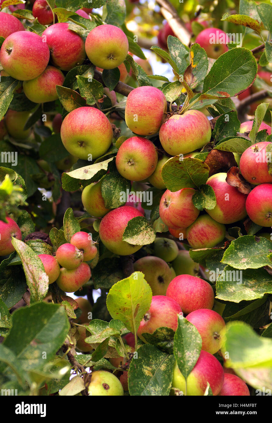 Apple "Annurca" type Stock Photo - Alamy