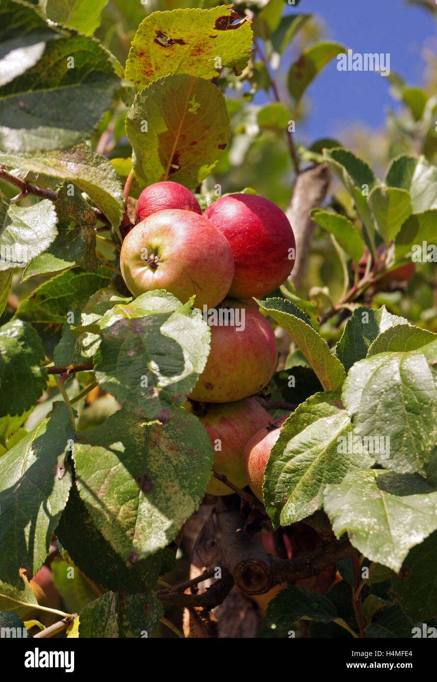 Apple "Annurca" type Stock Photo - Alamy