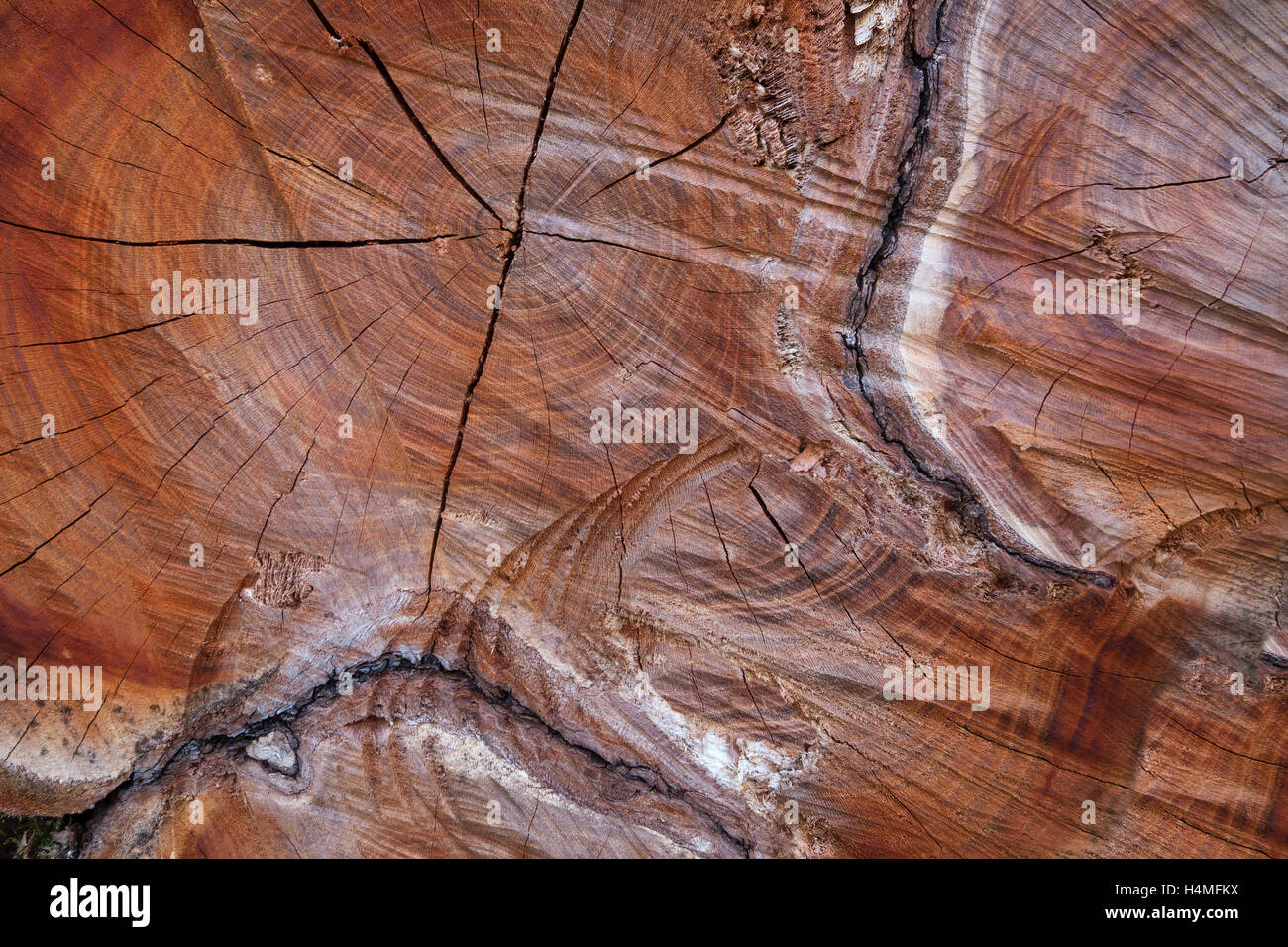 Cherry wood cross section hi-res stock photography and images - Alamy
