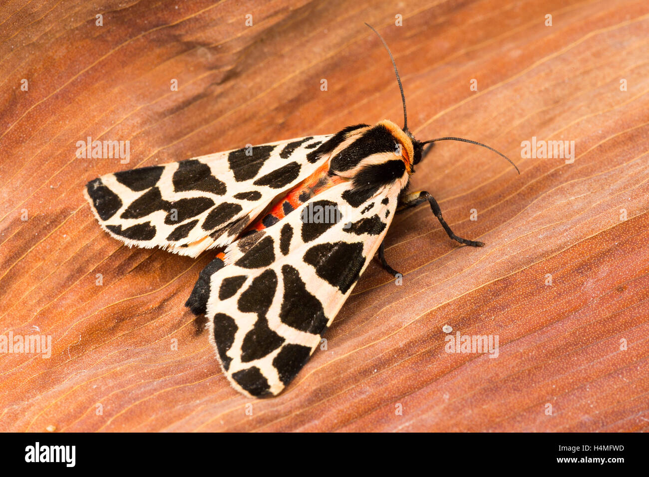Mediterranean tiger moth Stock Photo - Alamy