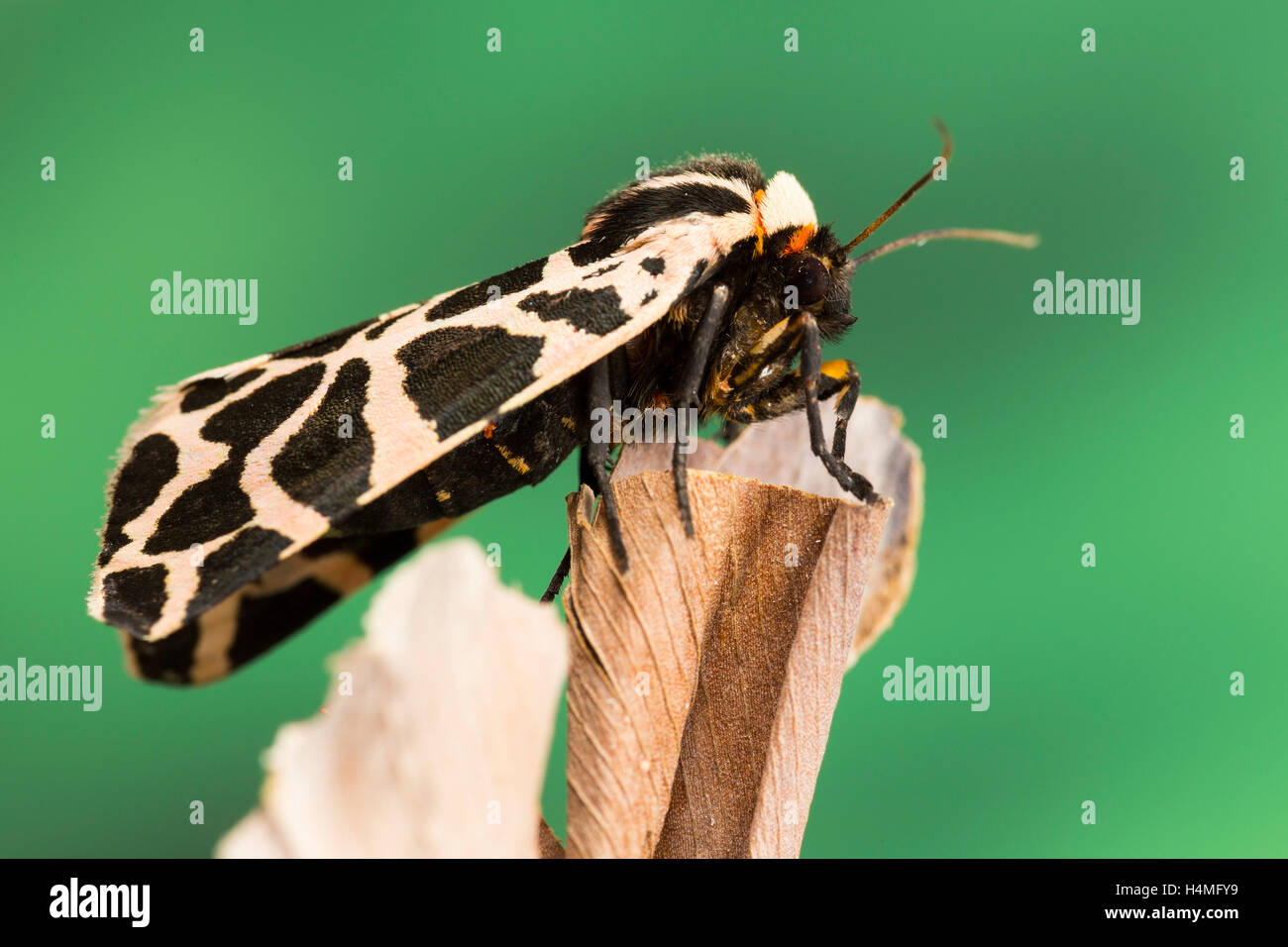 Mediterranean tiger moth Stock Photo - Alamy