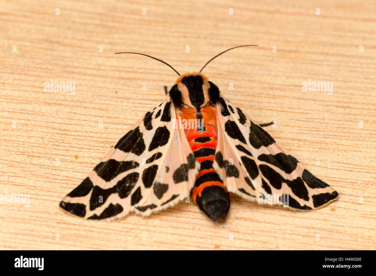 Mediterranean tiger moth Stock Photo - Alamy