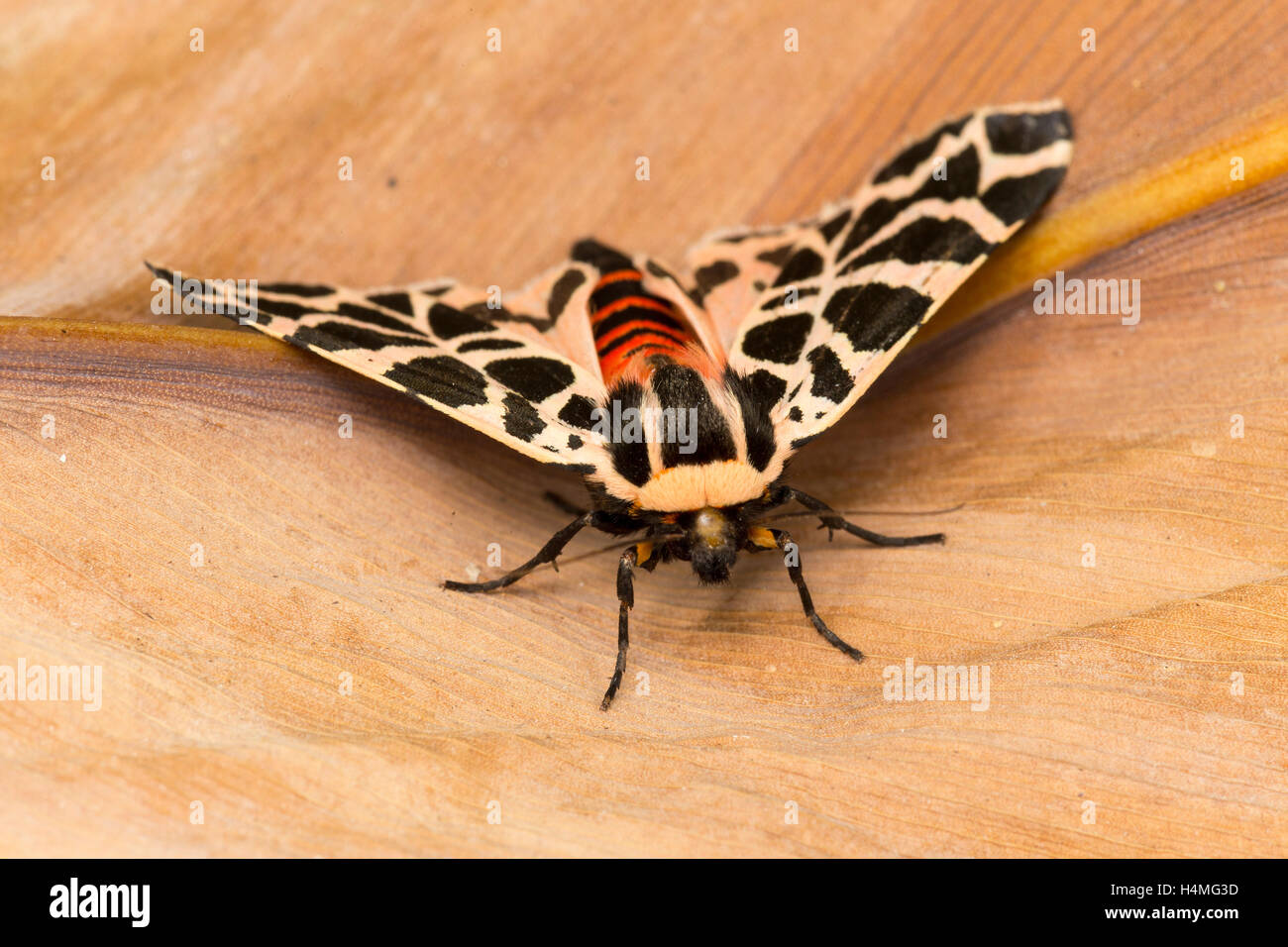 Garden tiger moth night hi-res stock photography and images - Alamy