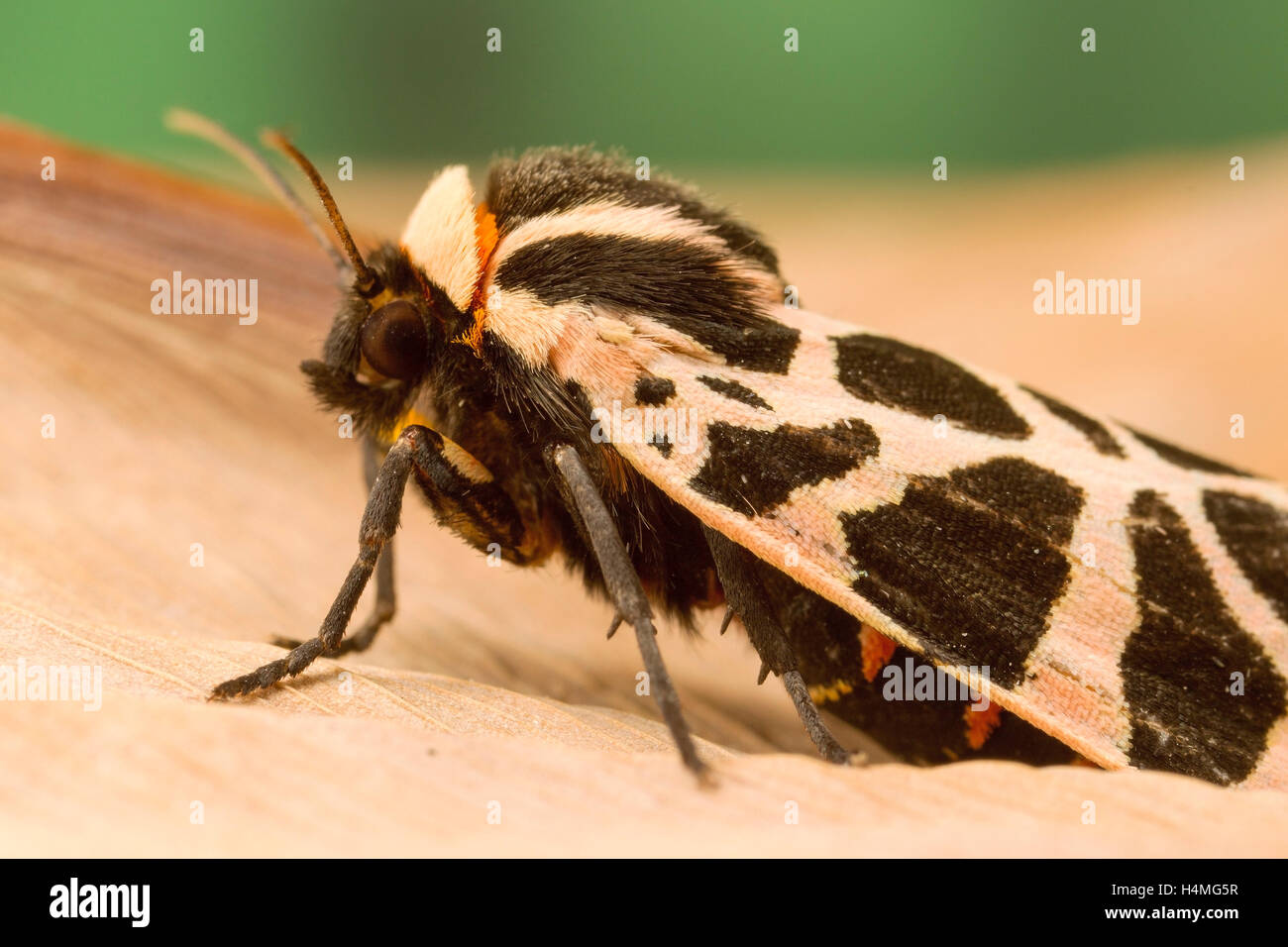 Mediterranean moth isolated hi-res stock photography and images - Alamy