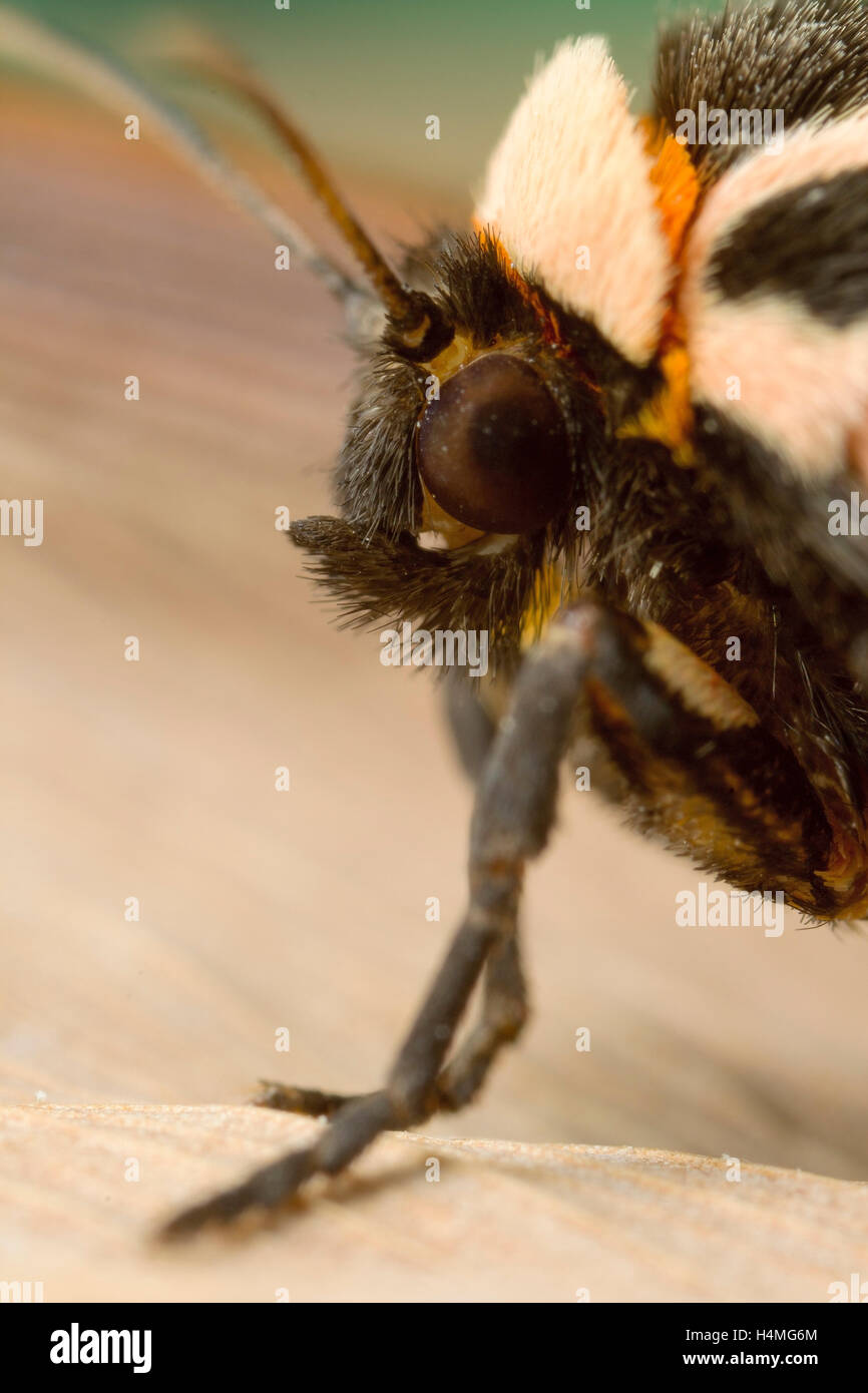 Mediterranean tiger moth Stock Photo - Alamy