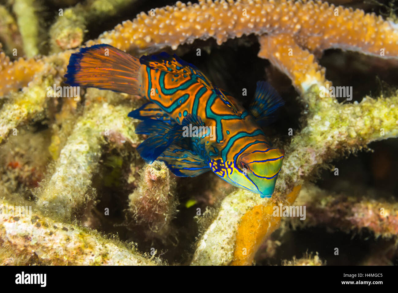 Underwater picture of Madarin Fish, Madarin Dragonet Stock Photo - Alamy