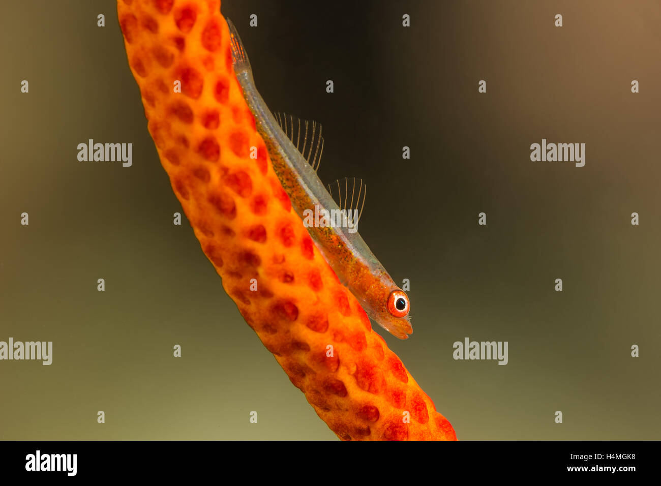 Underwater picture of Whip Goby on Gorgonian Coral Stock Photo - Alamy