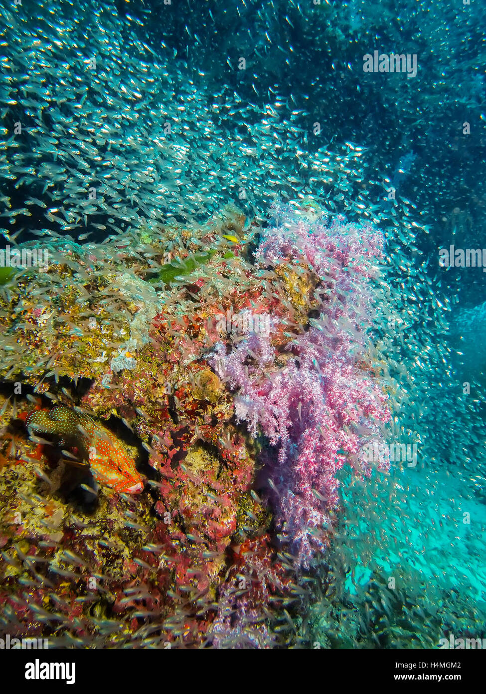 Spotted sea bass hi-res stock photography and images - Alamy