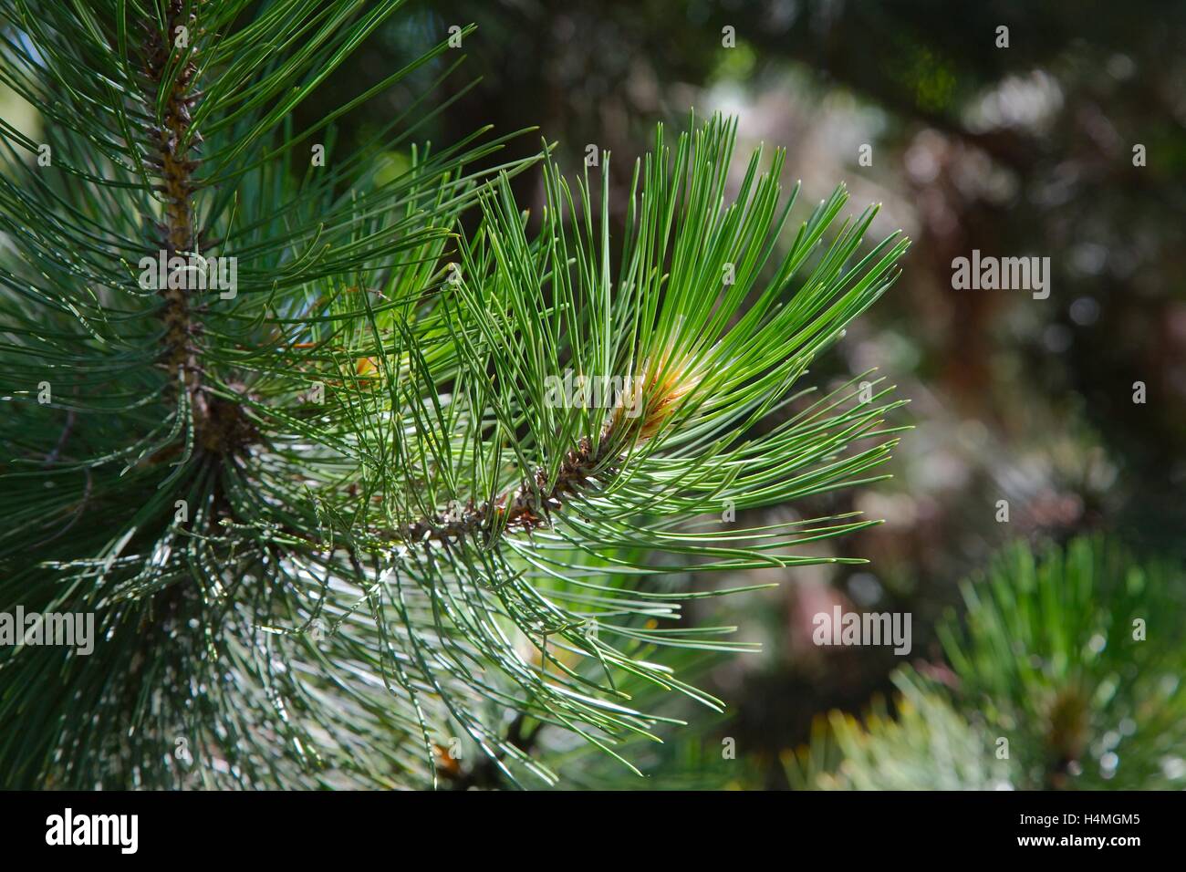 Pine Tree Detail Stock Photo - Alamy