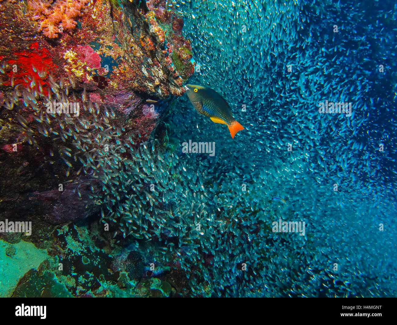 Parrot fish coral hi-res stock photography and images - Alamy