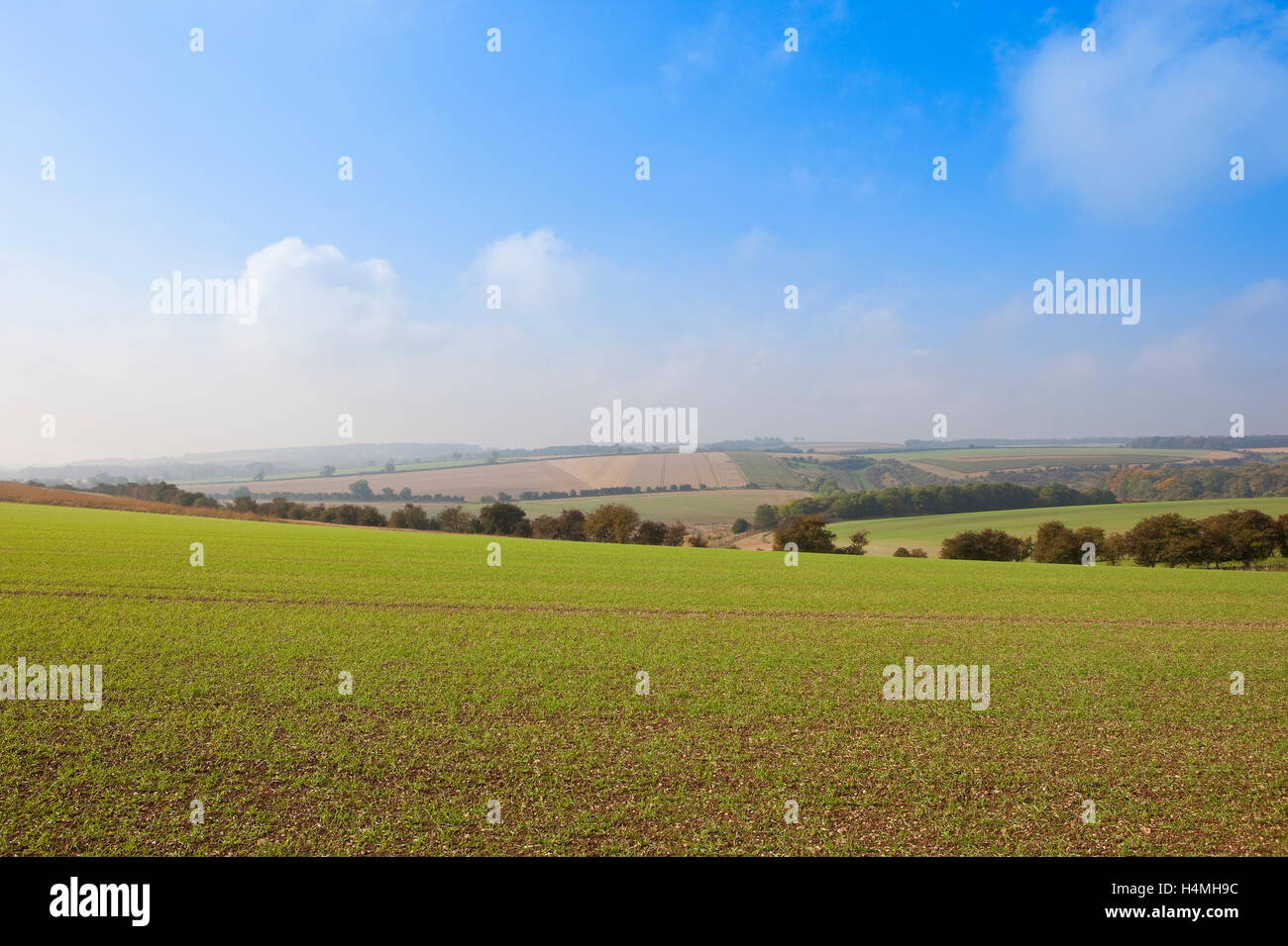 Scenic patchwork fields and green seedling cereal crops under a silvery ...