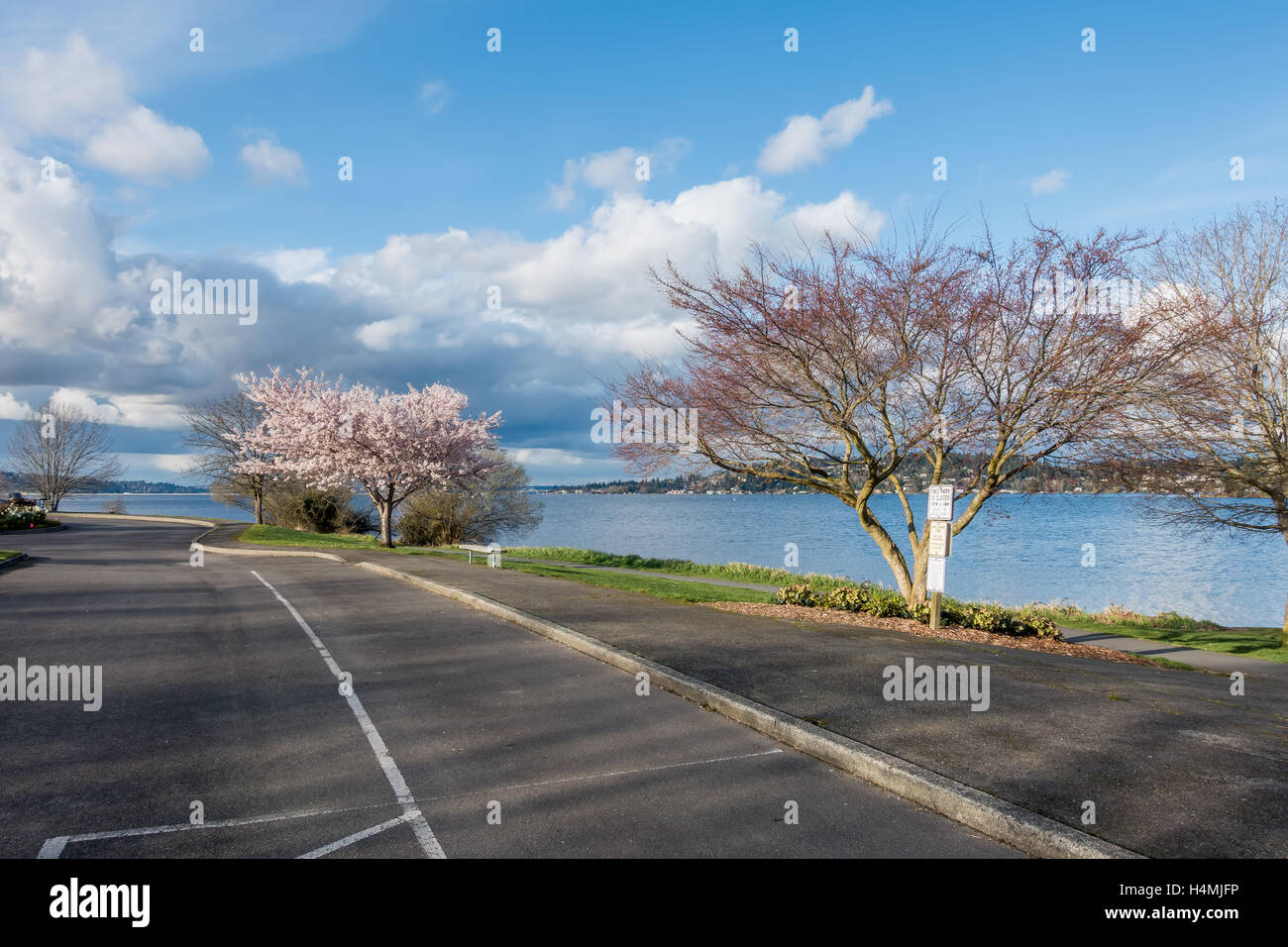 A cherry tree blooms on the shore of Lake Washington near Seattle in ...