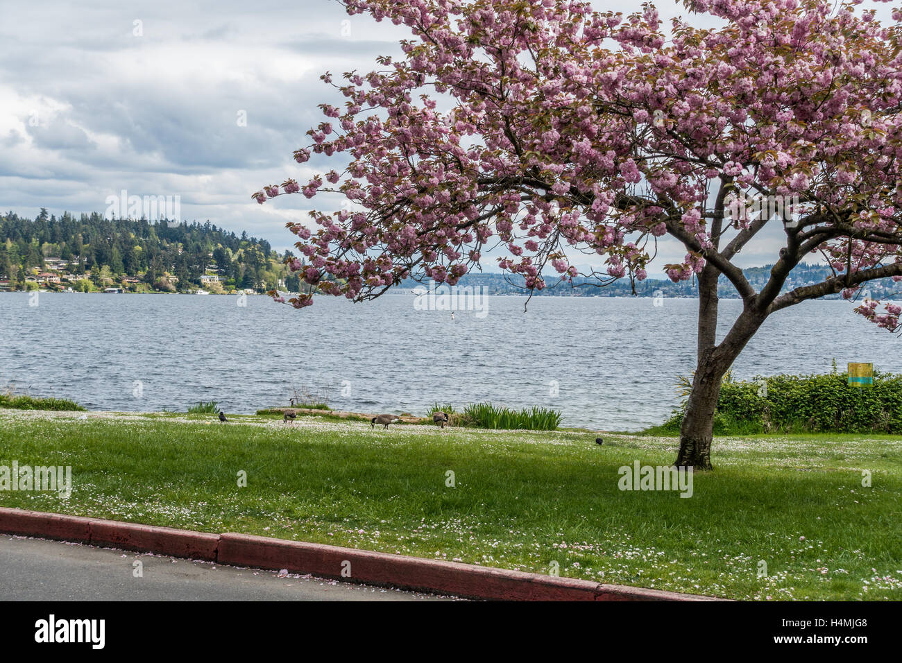 A view of Lake Washington from Seward Park in Seattle. A cherry tree ...