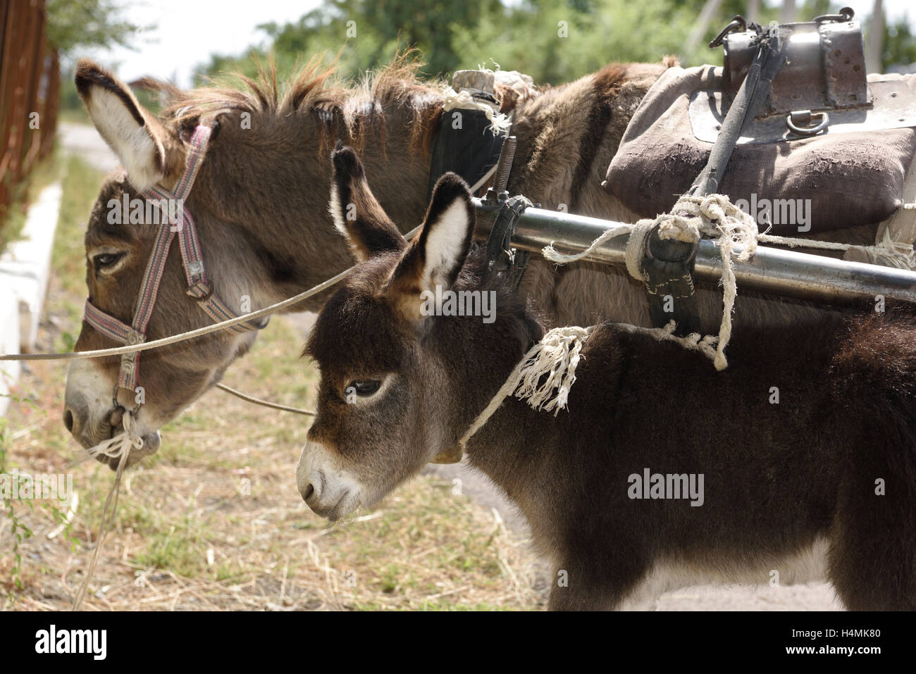Young foal tied up with harnessed mother donkey in Kalinino Basshi ...